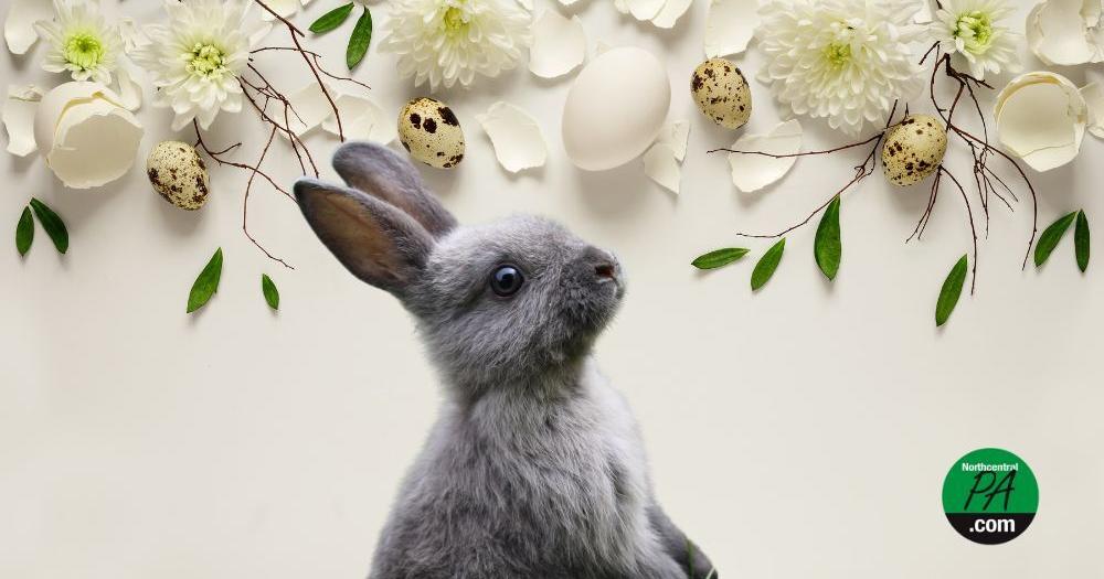 The history and traditions of the Easter Bunny | News | northcentralpa.com