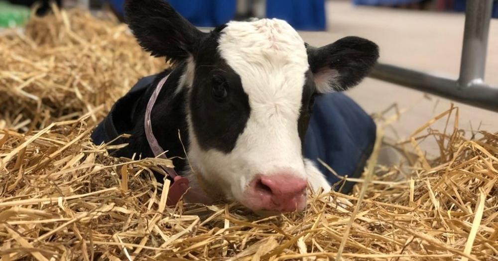 The Calving Corner returns for 2021 Pennsylvania Farm Show | News ...