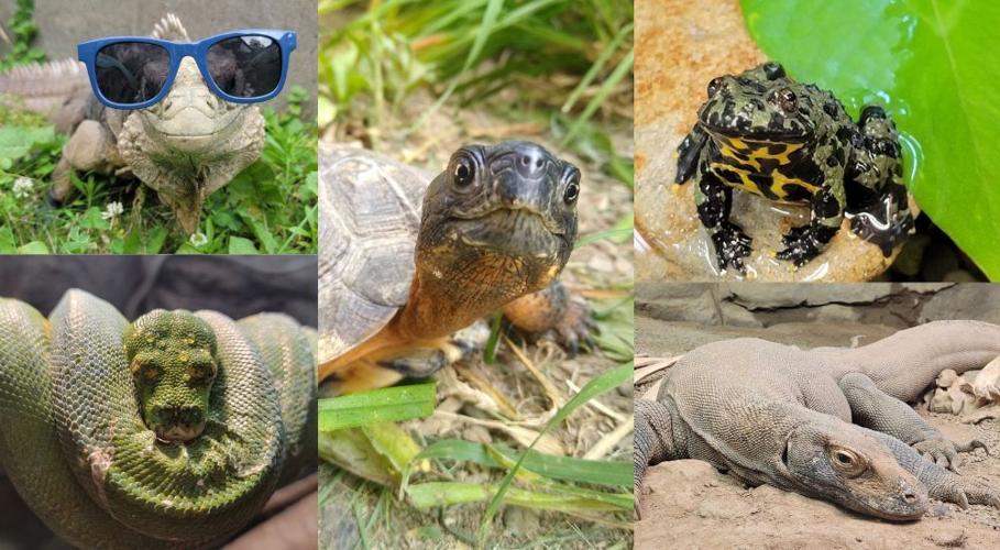 From roadside attraction to accredited zoo, Reptiland celebrates 60 ...