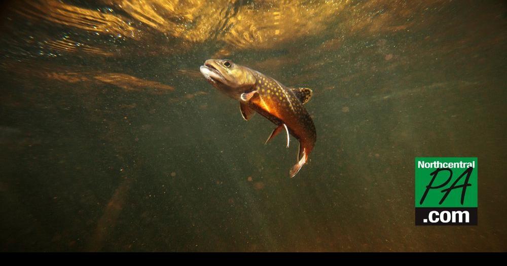 Trout research findings show ecosystem in trouble | Education ...