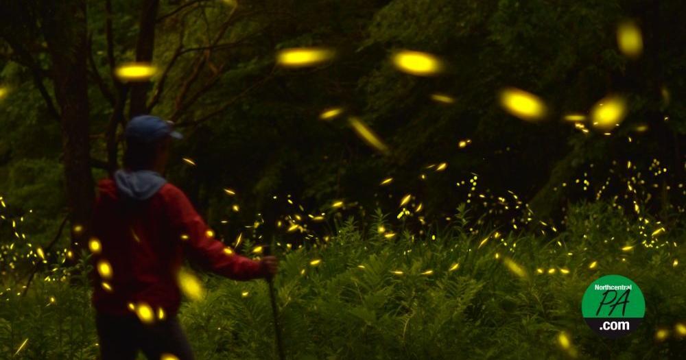 The rare beauty of synchronous fireflies and the PA Firefly Festival ...
