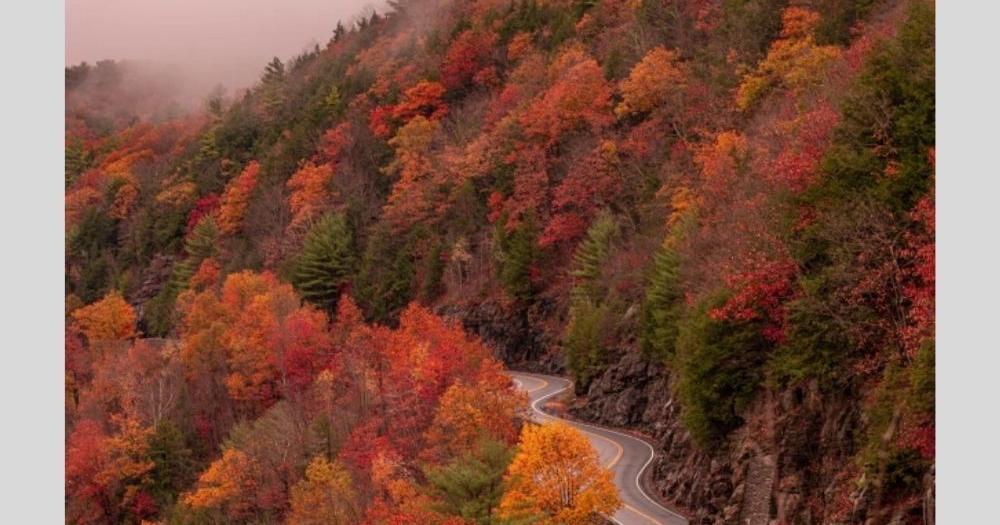 Forecaster explains why we see vibrant red, purple fall leaves ... and ...