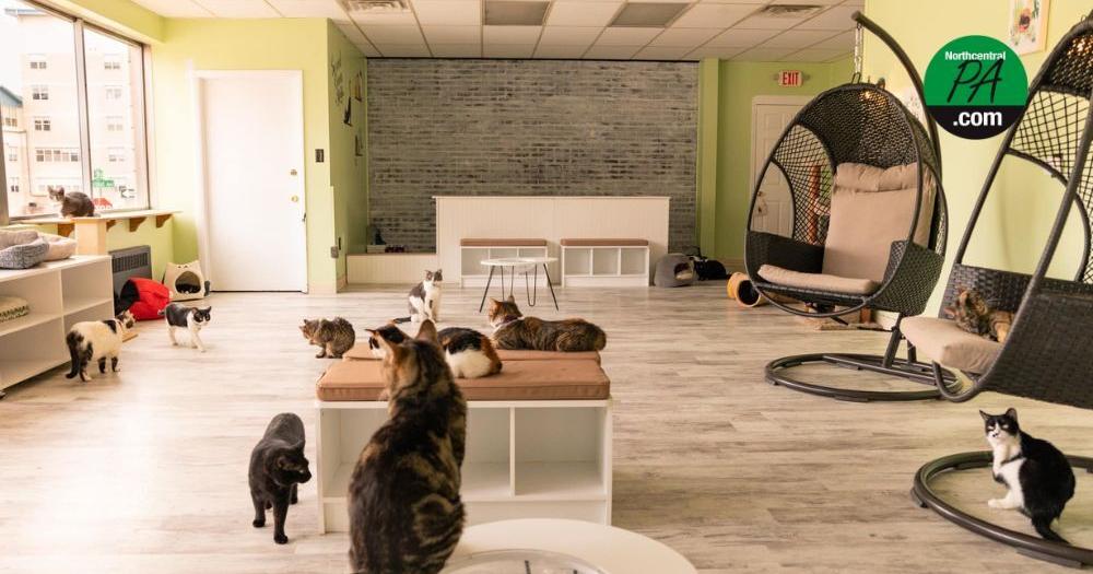 A complete cat-alog of Pennsylvania’s 20 cat cafés | Life ...