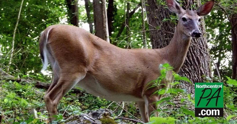 DMAP hunting permits available on select state game lands for the first ...