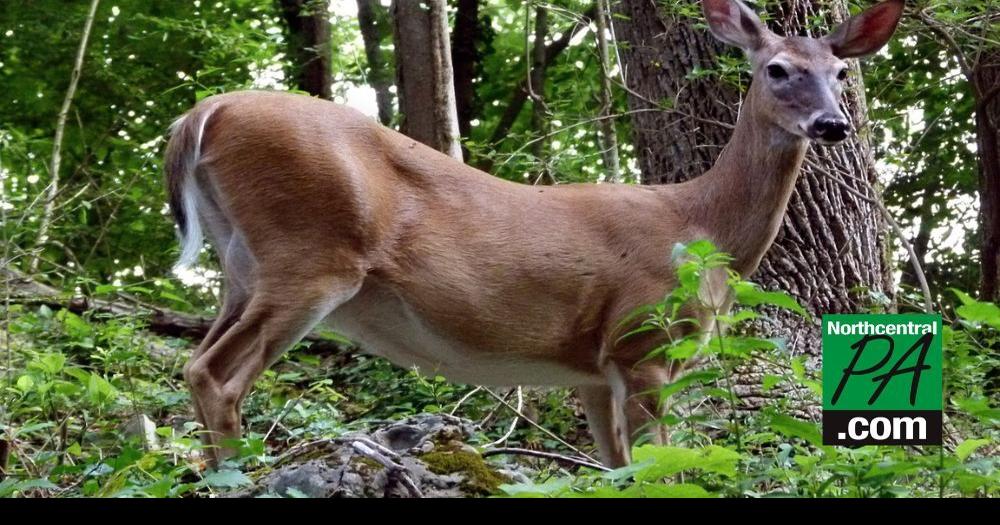 DMAP hunting permits available on select state game lands for the first ...