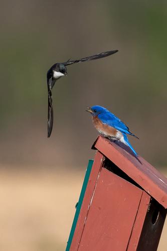 Local photographer to be featured in 2024 Lewisburg Arts Festival ...