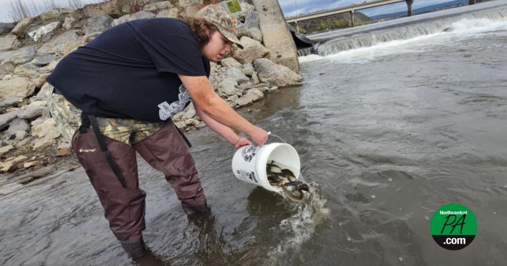 Over 350 fish, 33 eels, rescued from Susquehanna River pools near ...