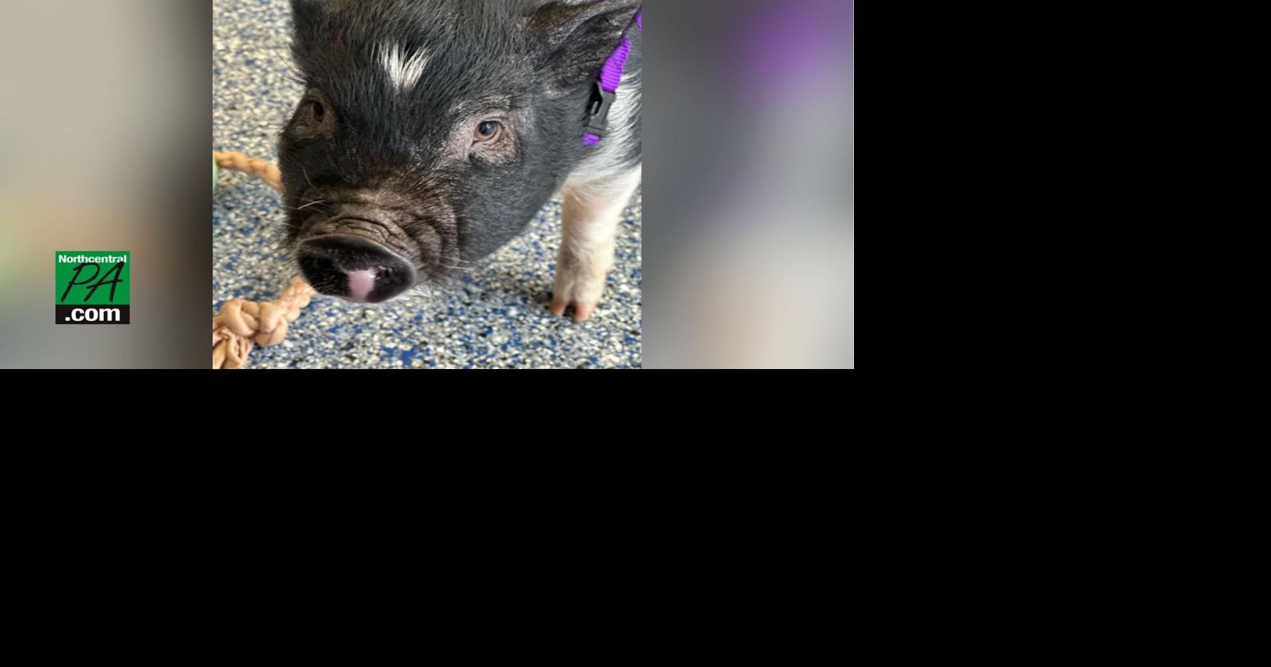 Rescued pig Snoop Hogg is looking for forever home | News ...