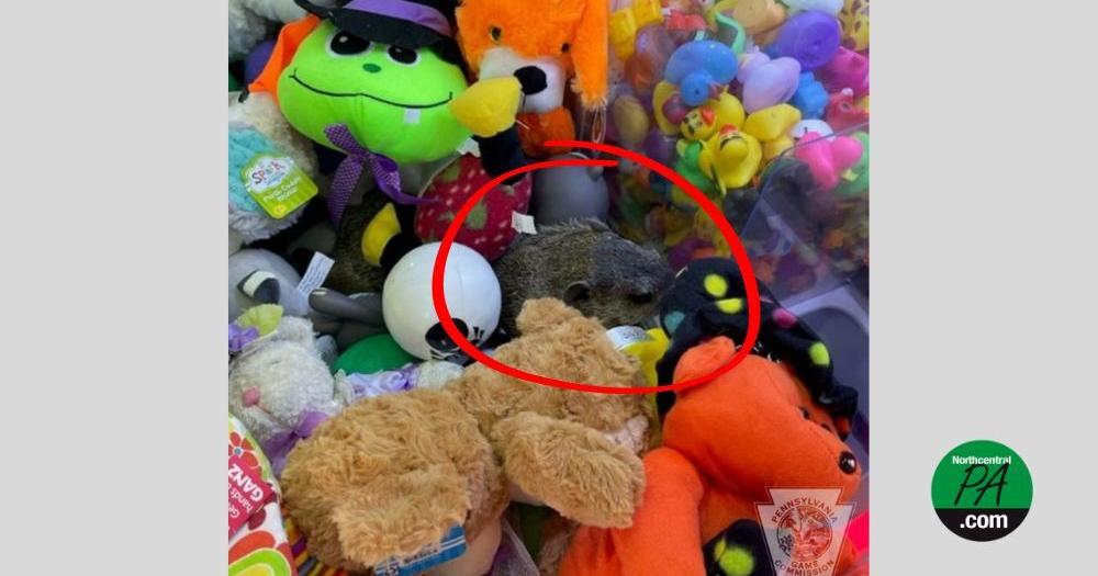 Groundhog gets stuck in claw machine game | Life | northcentralpa.com