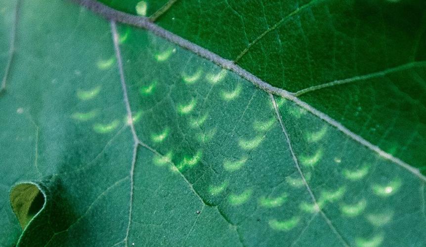 How to make a last-minute DIY solar filter for cameras, and other ...