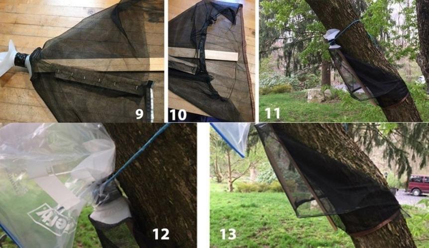 How to fight the spotted lanternfly with your own circle trap | Life ...