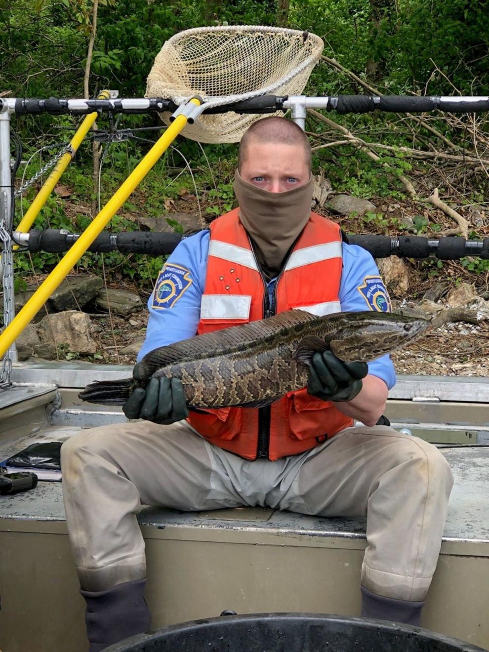 Anglers urged to report, dispose of invasive northern snakeheads if ...