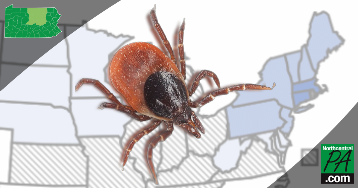Study shows emergence of Babesiosis, a disease from tick bites not ...
