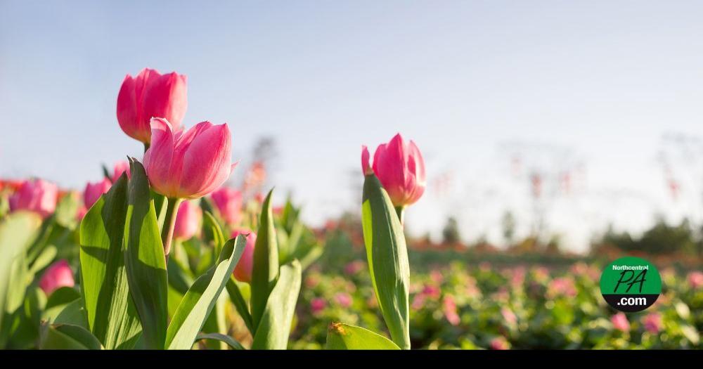 Tulip tourism: When and where to see tulips in Pennsylvania | News ...