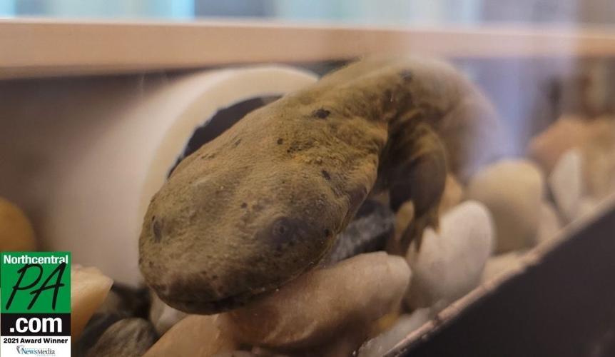 River project improves previously at-risk hellbender populations ...