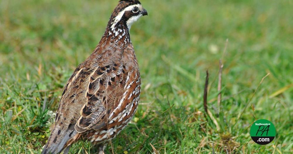 Bobwhite Quail reintroduced to Pennsylvania | Life | northcentralpa.com