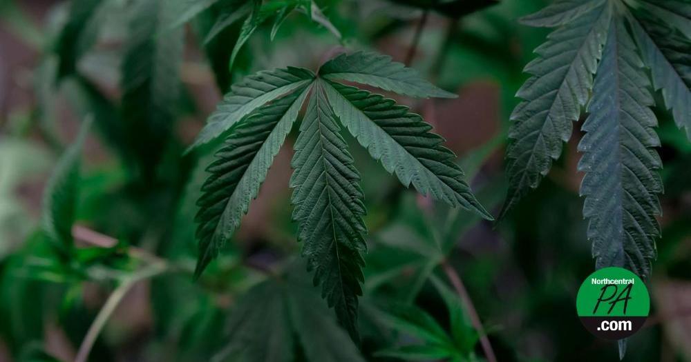 Terrapin calls for state action following DOJ’s medical marijuana ...
