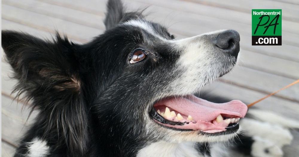 Pennsylvania's new Dog Law is now in effect | News | northcentralpa.com