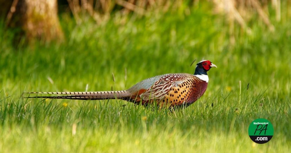 Pheasant season nears liftoff | Outdoors | northcentralpa.com
