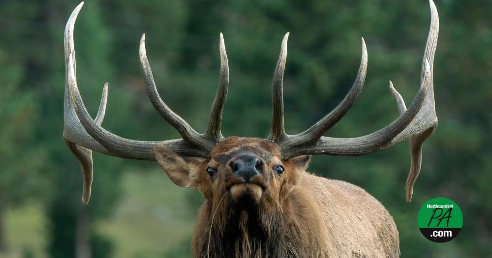 Pa. Elk cam is live | Outdoors | northcentralpa.com
