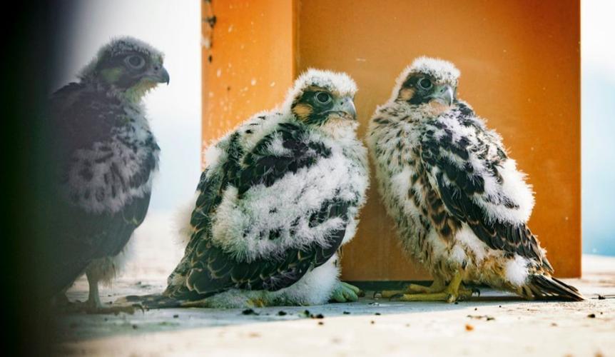 Baby falcons receive clean bill of health and ID tags | Life ...