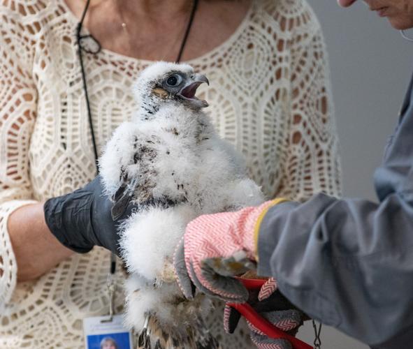 Peregrine falcon nestlings get banded | Life | northcentralpa.com