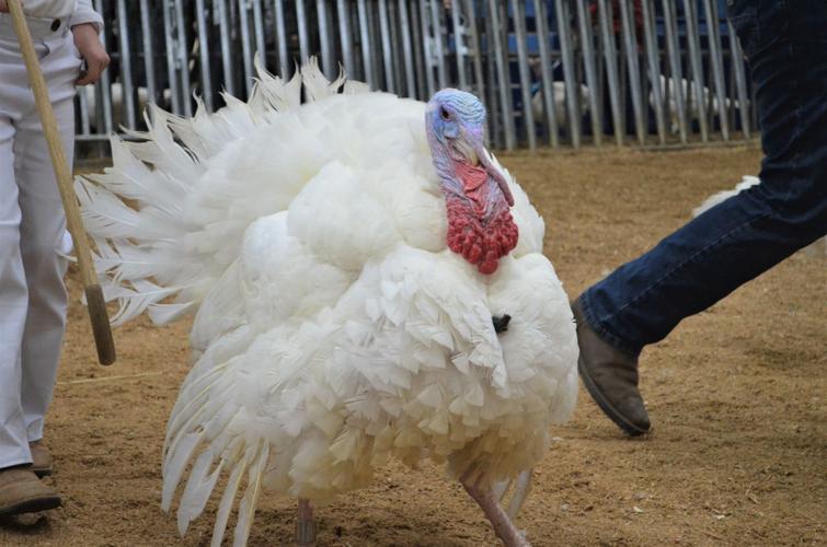 See what's new at this year's Farm Show | Community | northcentralpa.com