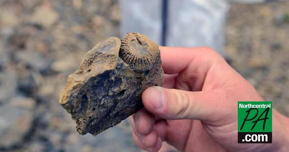 DCNR: How to use fossils to determine the age of rocks | Life ...