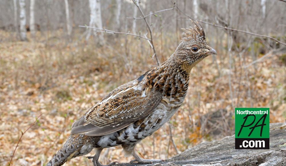 Male Ruffed Grouse