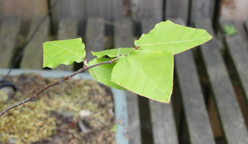 Sharing tales of tiny trees with the Augusta Bonsai Club | Life ...