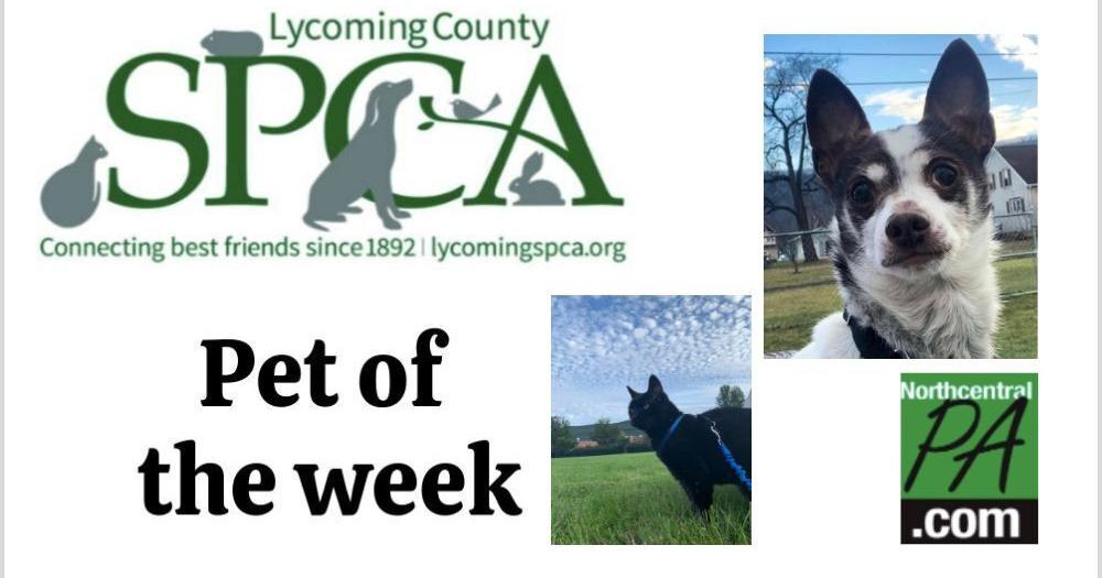 SPCA Pets of the week: Rosey and Taco | Non-Profit | northcentralpa.com