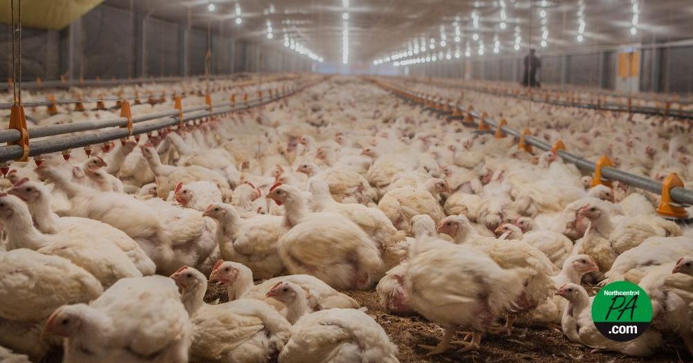 Other states learn from PA's 'bird flu-free' status | News ...