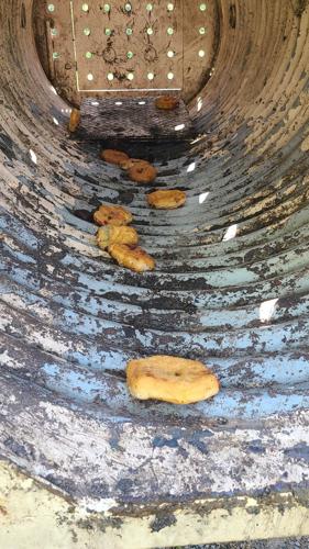 Man survives bear attack | Life | northcentralpa.com