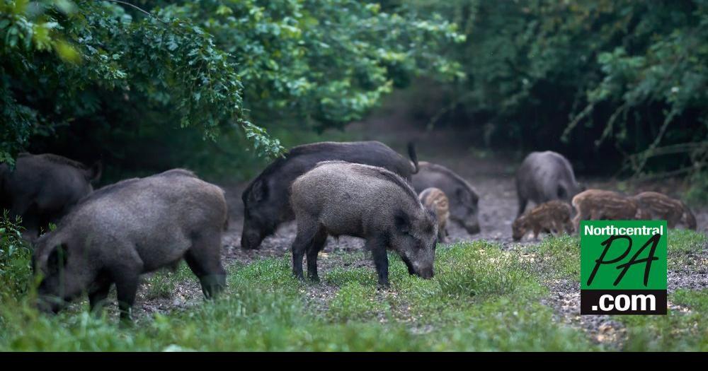 A population of hard-to-eradicate ‘super pigs’ in Canada is threatening ...
