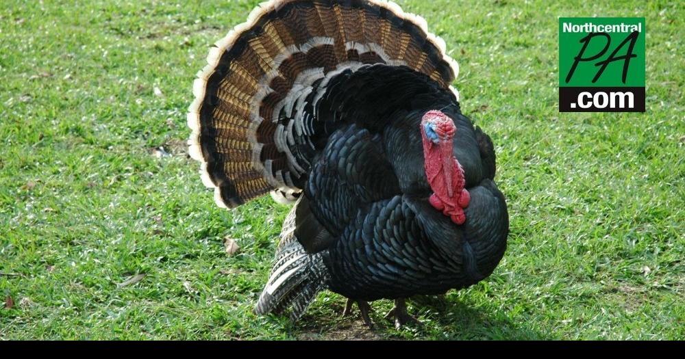 Pa. Game Commission reminds turkey hunters of these key steps ...