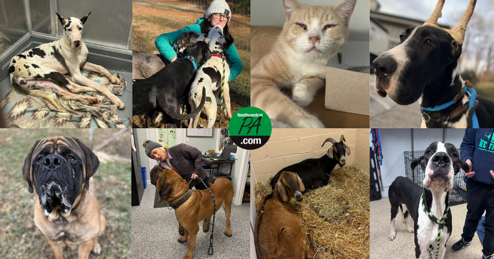 PSPCA rescues 39 cats, dogs, and goats from famed Mifflinburg breeder ...