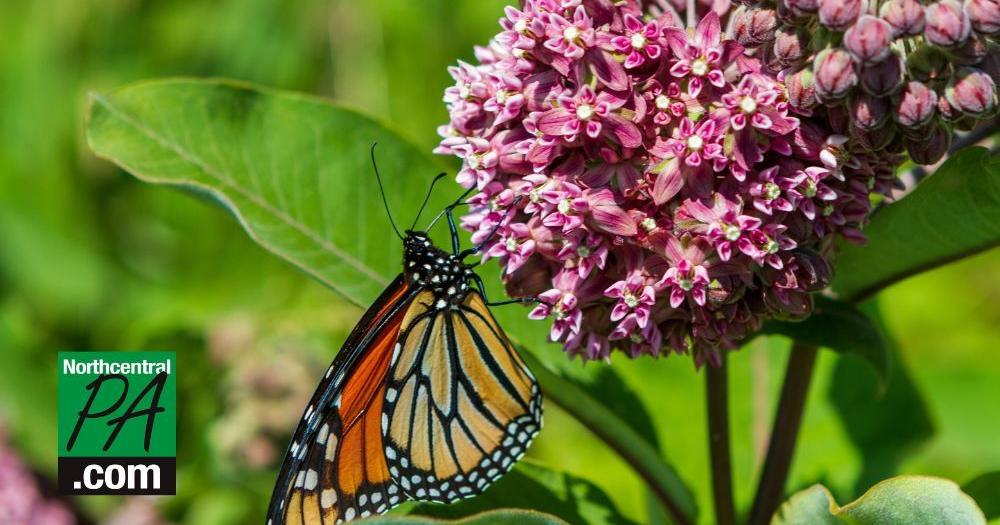Experts seek help to save eastern monarch butterfly from extinction in ...