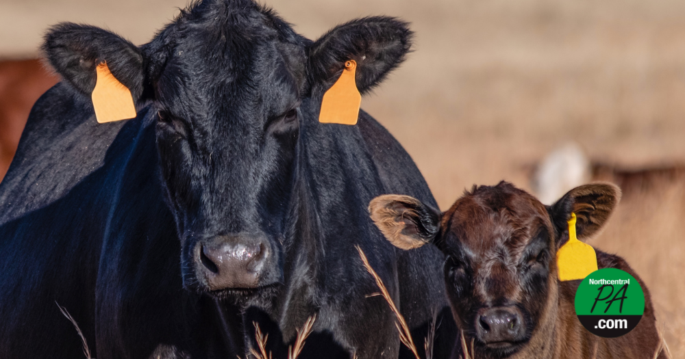 Lycoming County beef farm given permanent farmland status | News ...