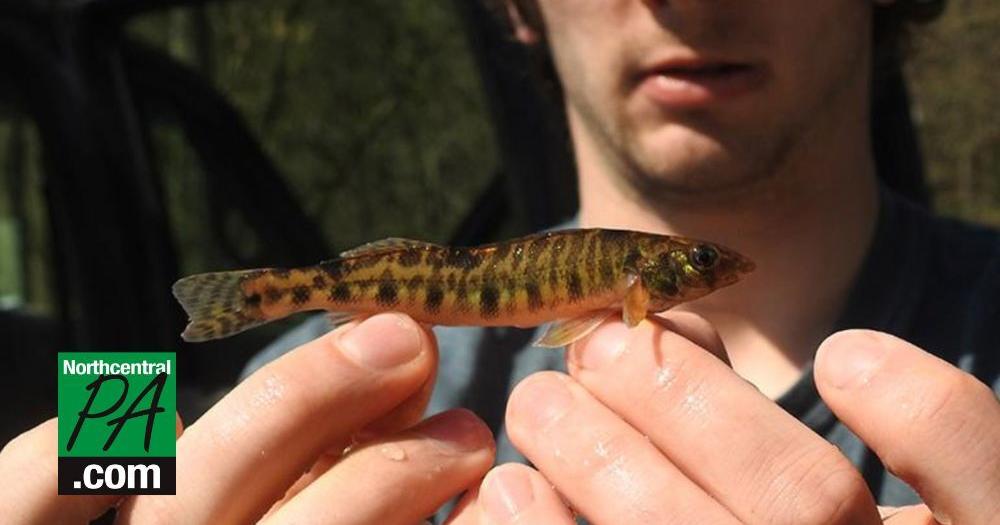Penn State researchers discover one-of-a-kind fish is local to lower ...