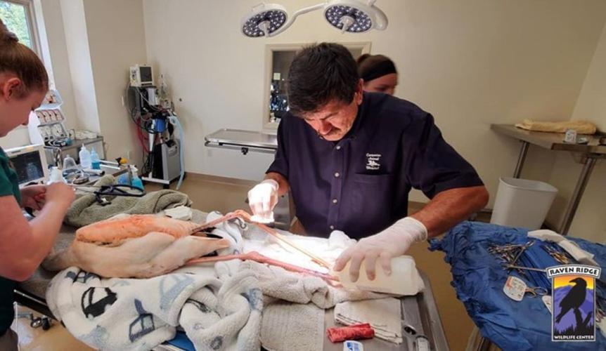 Pa. flamingo gets an emergency appointment at animal hospital | News ...
