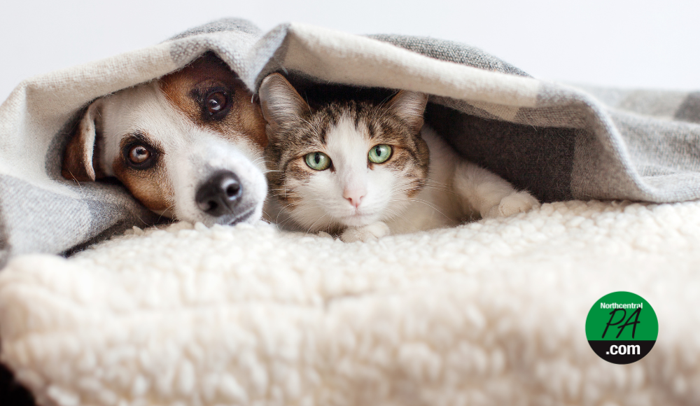 Danville SPCA offering reduced adoption fees this weekend | Community ...