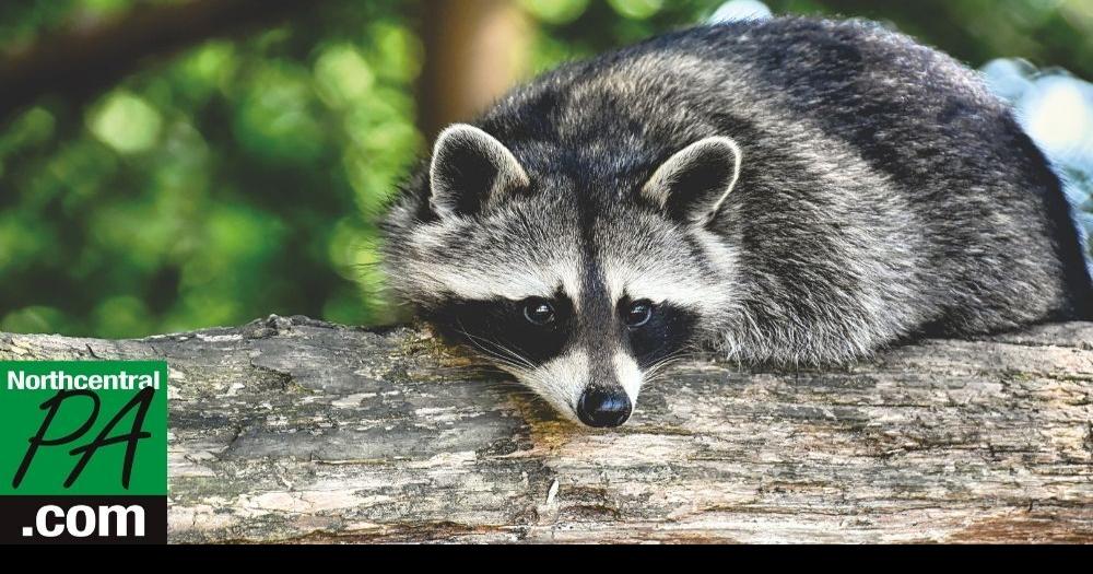 DOA releases map of rabies cases in PA for July | Life | northcentralpa.com