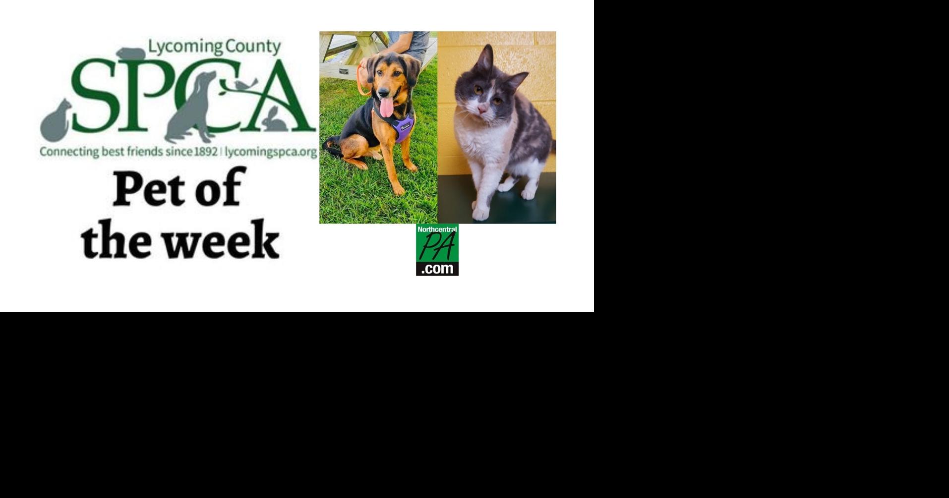 SPCA Pets of the Week: Max and Dorothy | Community | northcentralpa.com