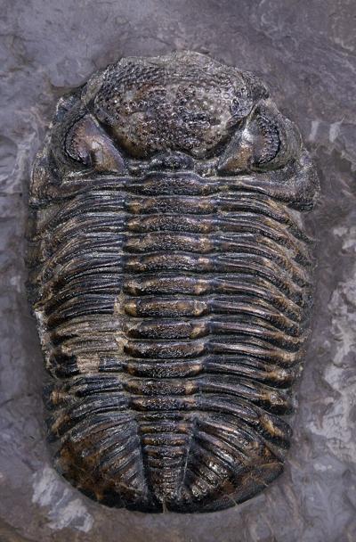 Hynerpeton for Harrisburg: Local students propose state fossil ...
