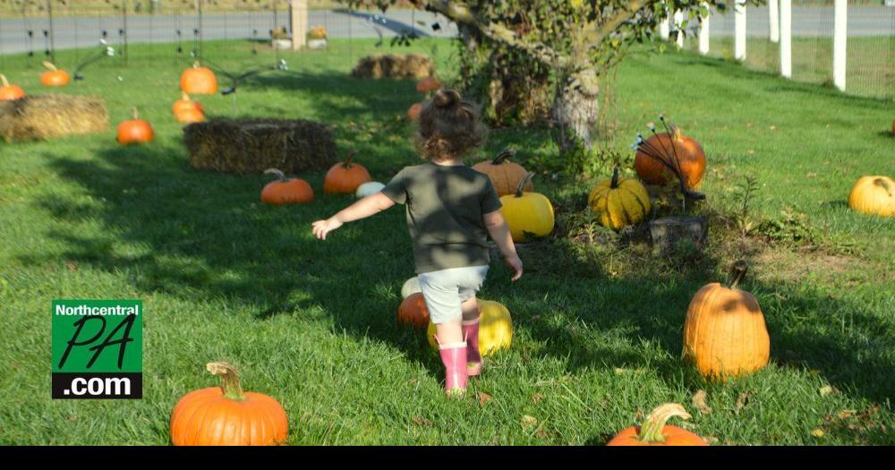 Pine Creek Seed farm is home to one of the largest corn mazes in Pa ...