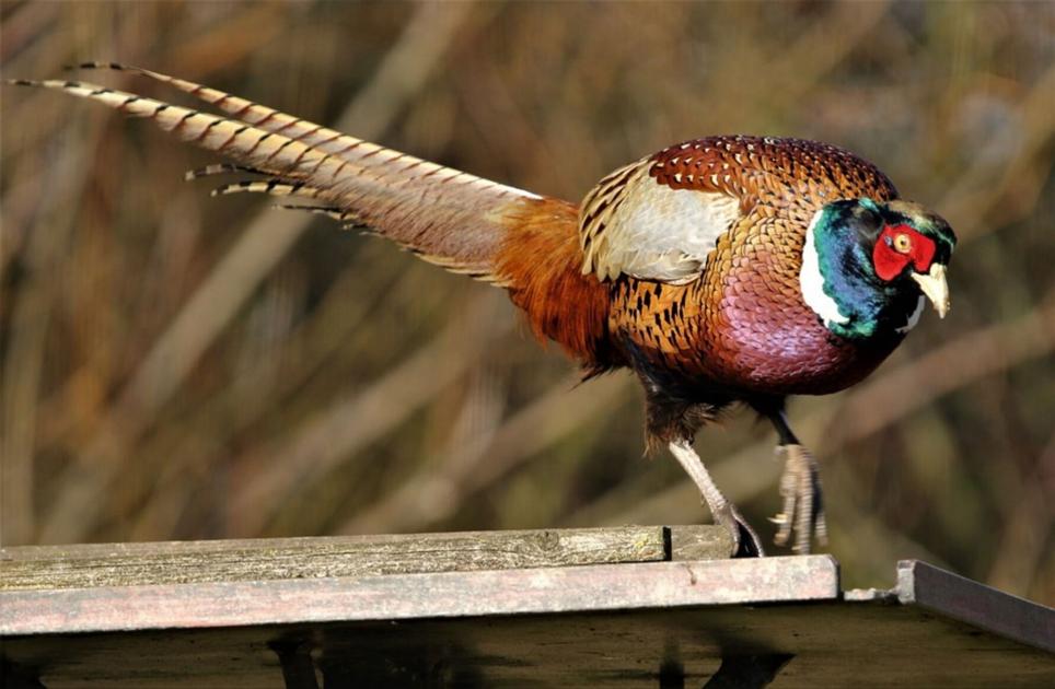Wild pheasant junior hunt: applications open | Outdoors ...