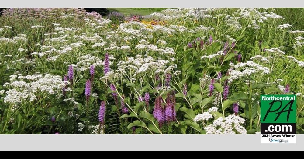 Bring life to your yard with native plants | Community | northcentralpa.com