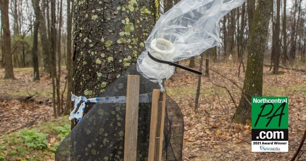 How to fight the spotted lanternfly with your own circle trap | Life ...