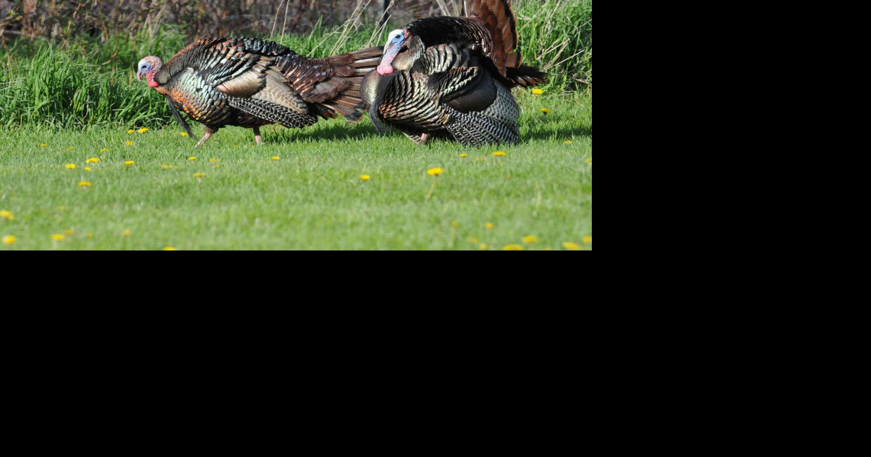 Wild turkey hunting season ready to kick off in Vermont | News ...