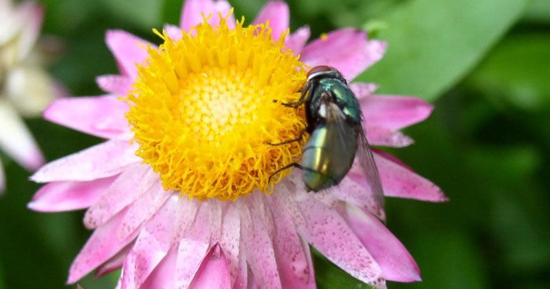 Wild Bee Woes: Honeybees vs. Vermont’s Native Pollinators | News ...